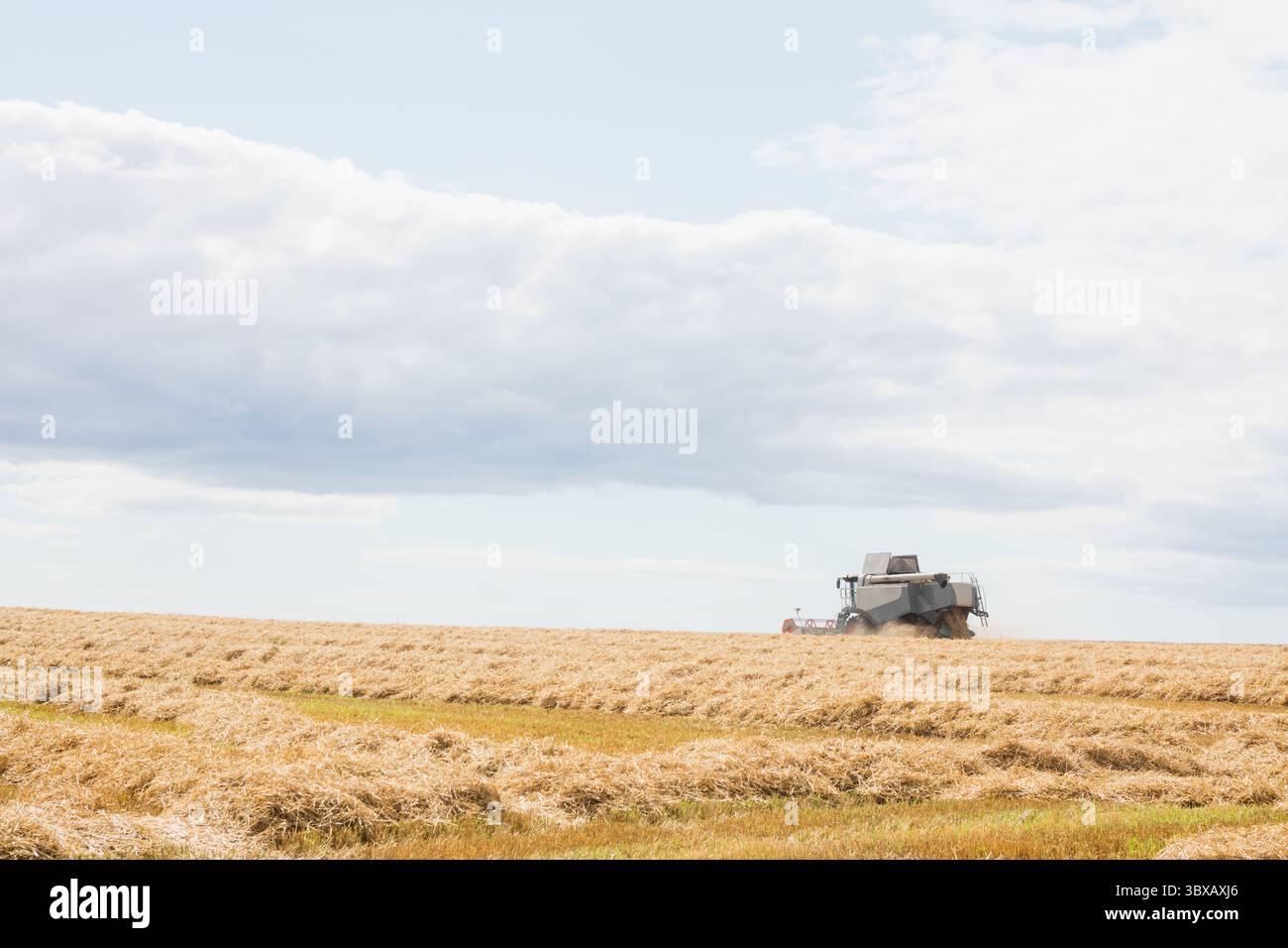 Combine harvester is cutting golden wheat stubble into straw rows under ...