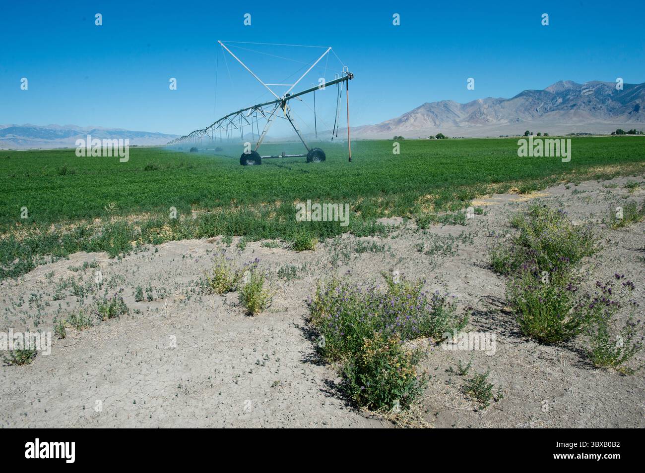 Boundary between an irrigated field and surrounding arid desert Stock ...