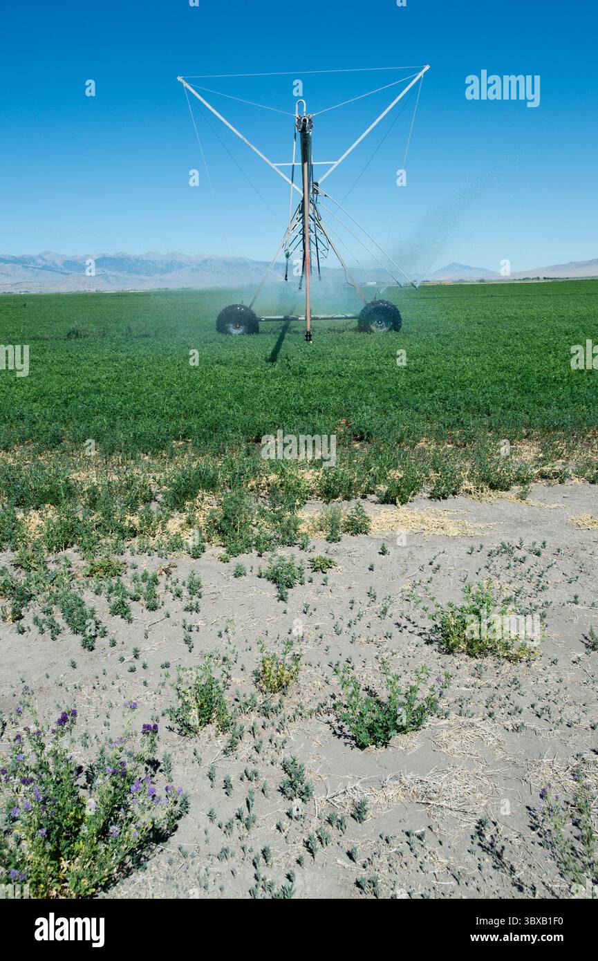 Boundary between an irrigated field and surrounding arid desert Stock ...