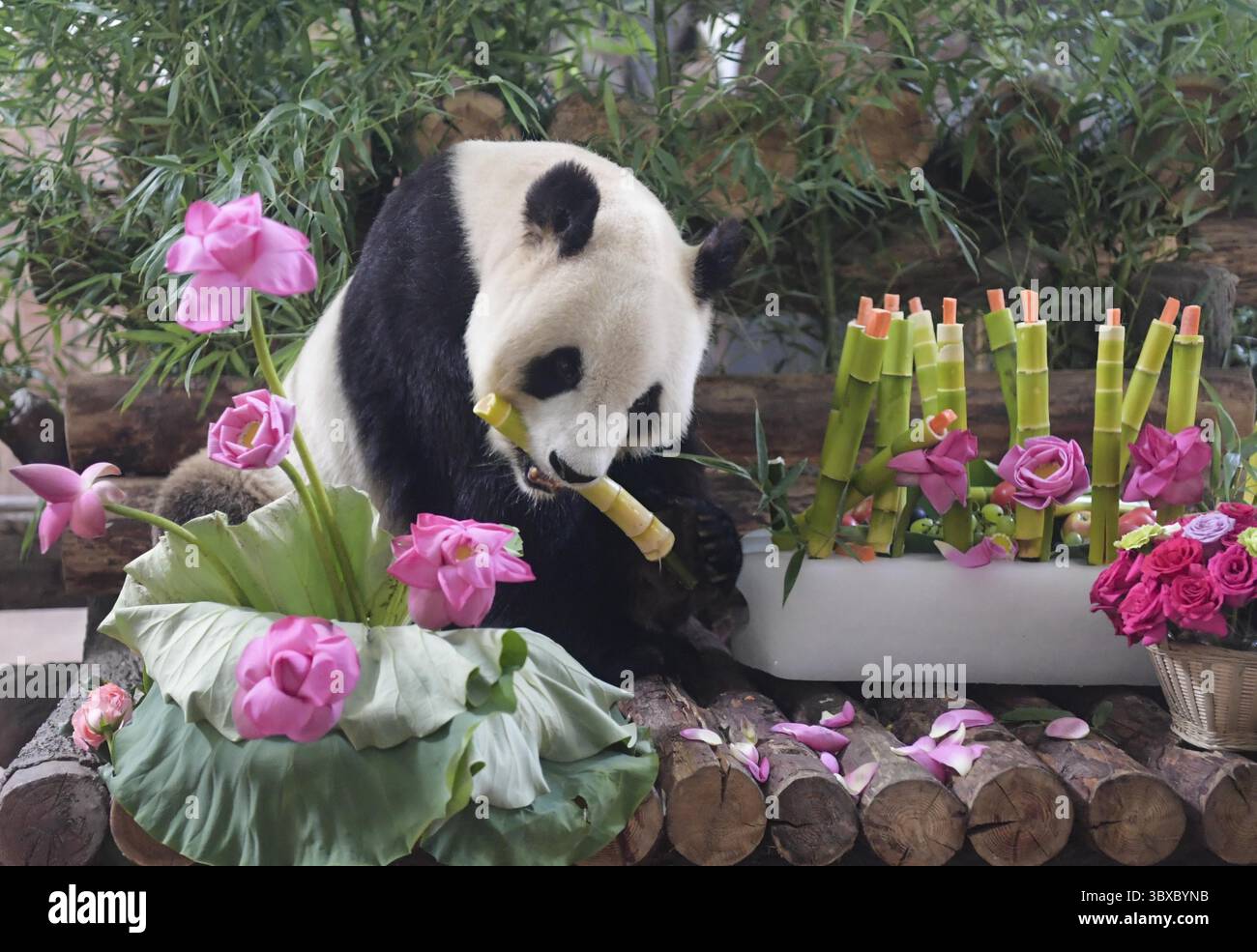**CHINESE MAINLAND, HONG KONG, MACAU AND TAIWAN OUT** Giant panda Hua ...