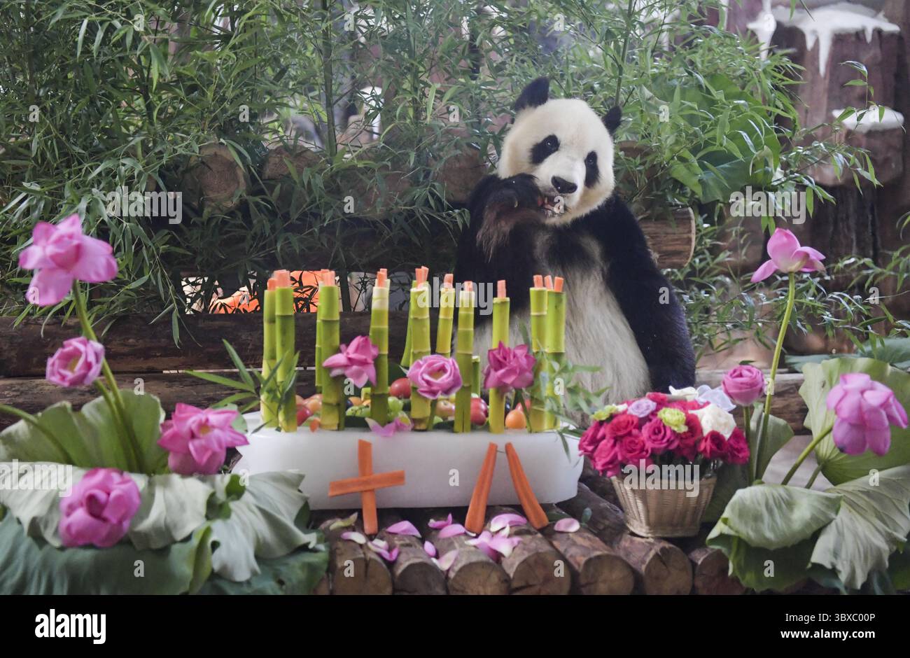 **CHINESE MAINLAND, HONG KONG, MACAU AND TAIWAN OUT** Giant panda Hua ...