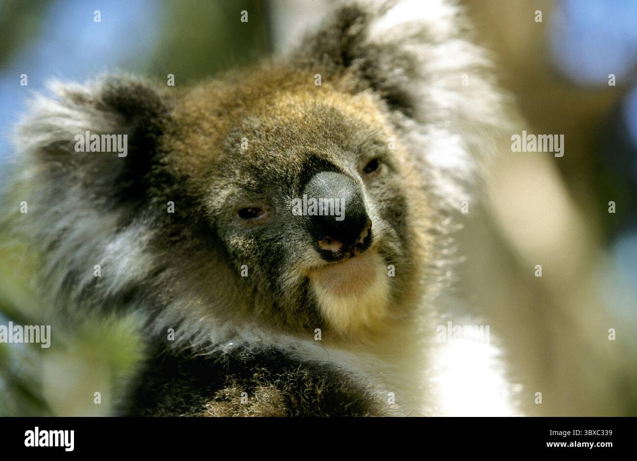 Close up australian koala bear hi-res stock photography and images - Alamy