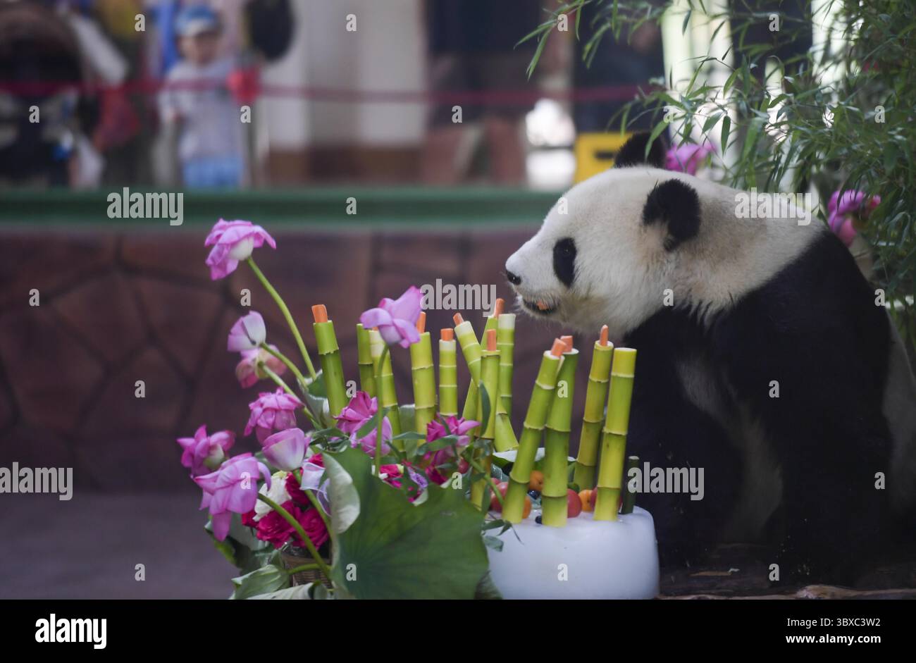 **CHINESE MAINLAND, HONG KONG, MACAU AND TAIWAN OUT** Giant panda Hua ...