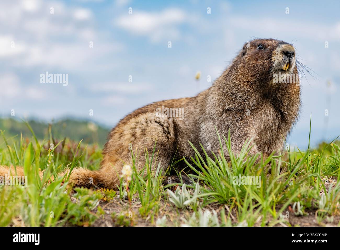 Wild animal. Groundhog on lawn. Rodent animal woodchuck. Rodent marmot ...