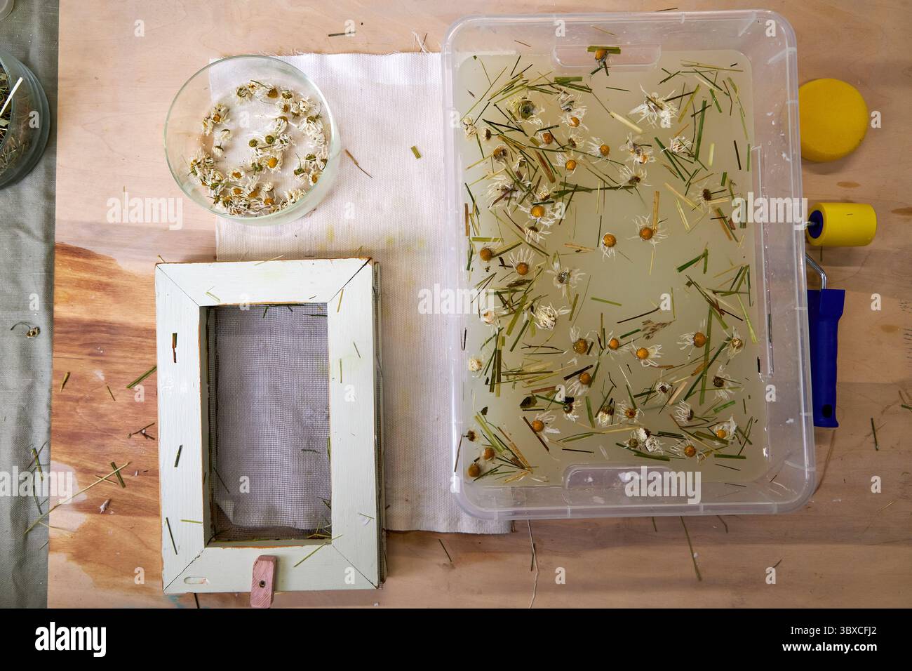 Flat lay of papermaking materials: a pulp mixture with chamomile and ...
