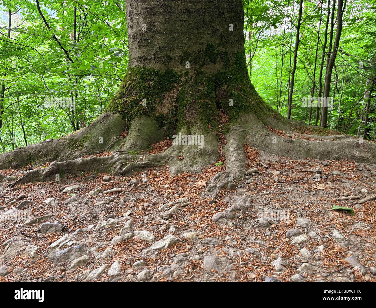 The base of the trunk of a large old tree growing in a national park ...