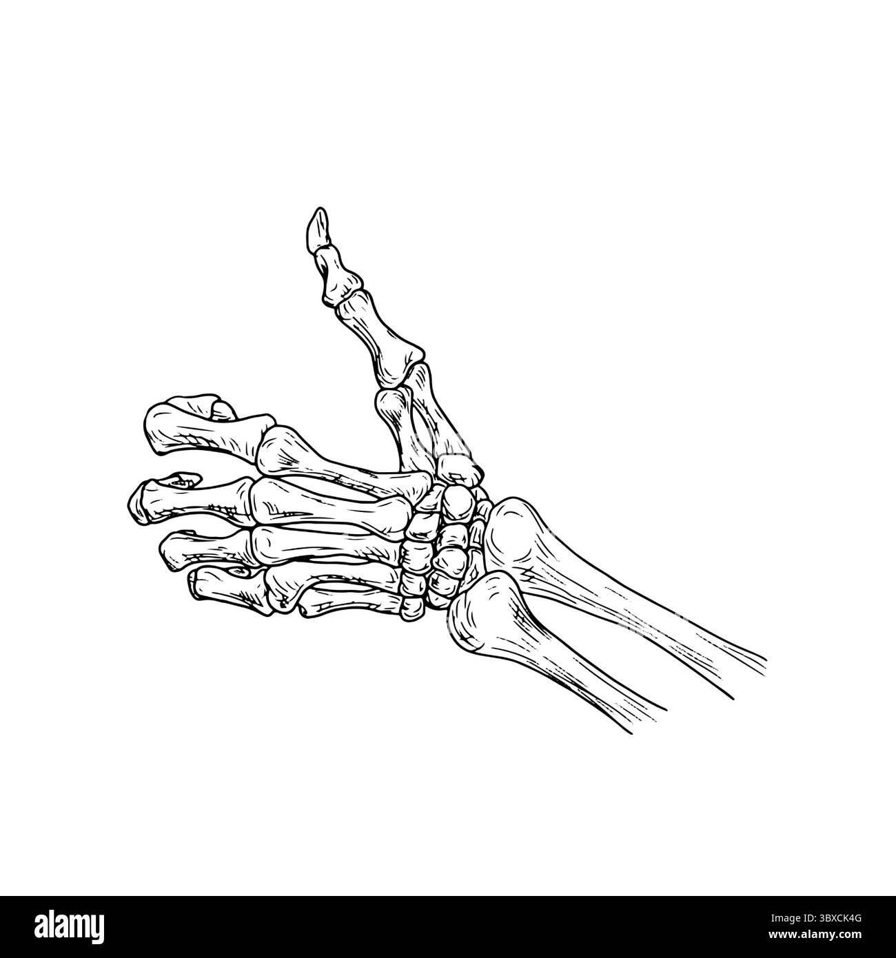Skeleton thumb top, silhouette black and white sketch. Vector ...