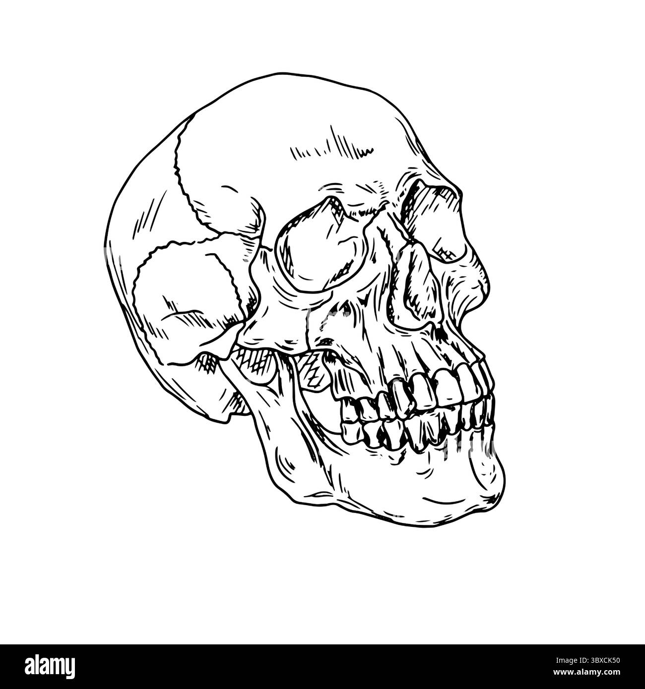 A dead man's skull with bony teeth, a black and white sketch. Vector ...