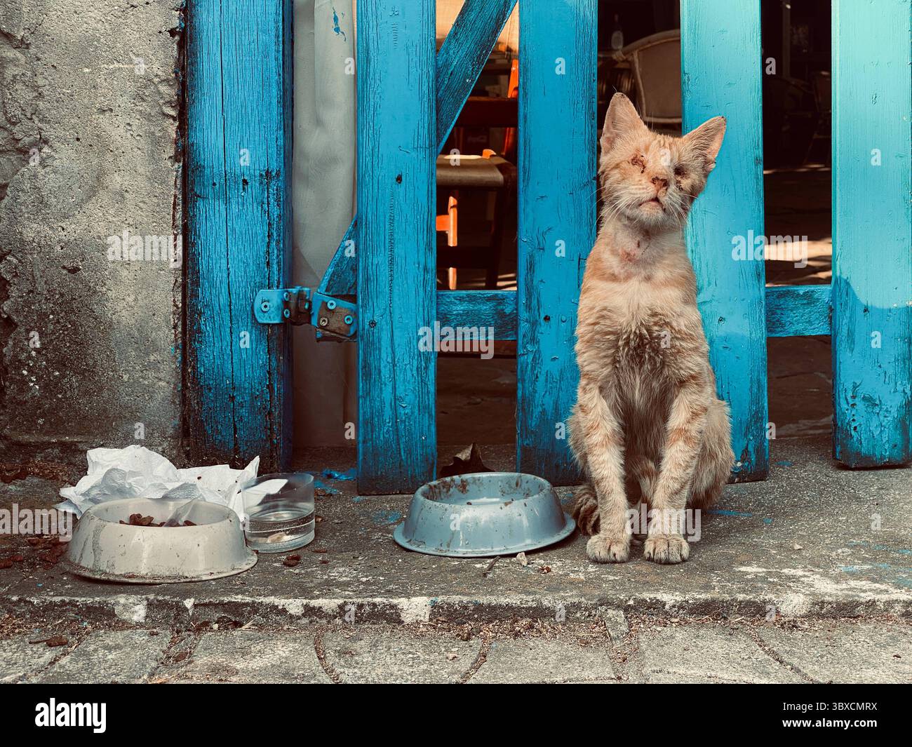 RECORD DATE NOT STATED Blinde Katze Katze in Achtopol die beide Augen ...