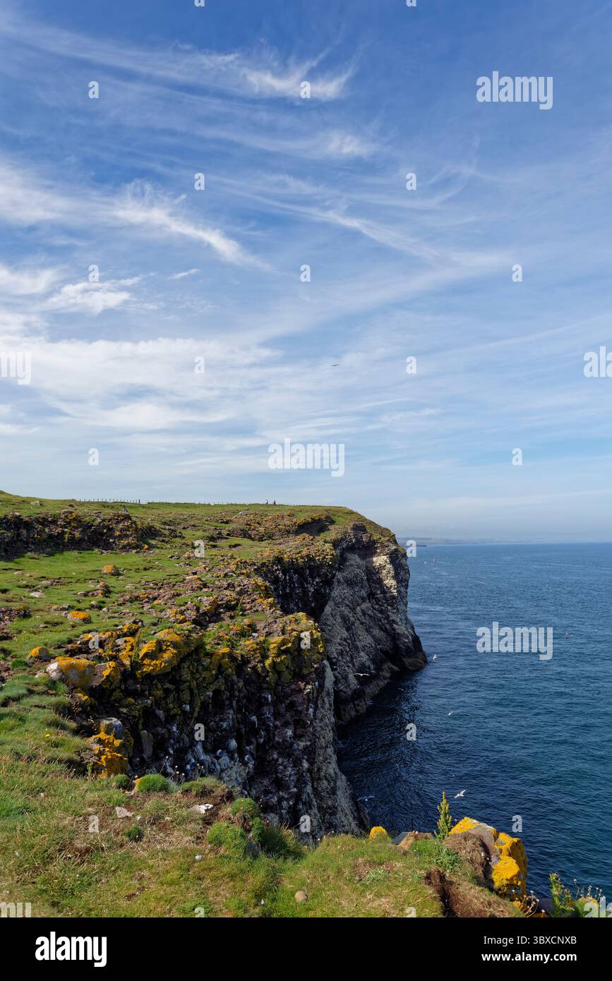 The steep Cliffs of the Fowlsheugh Bird Sanctuary owned and run by the ...