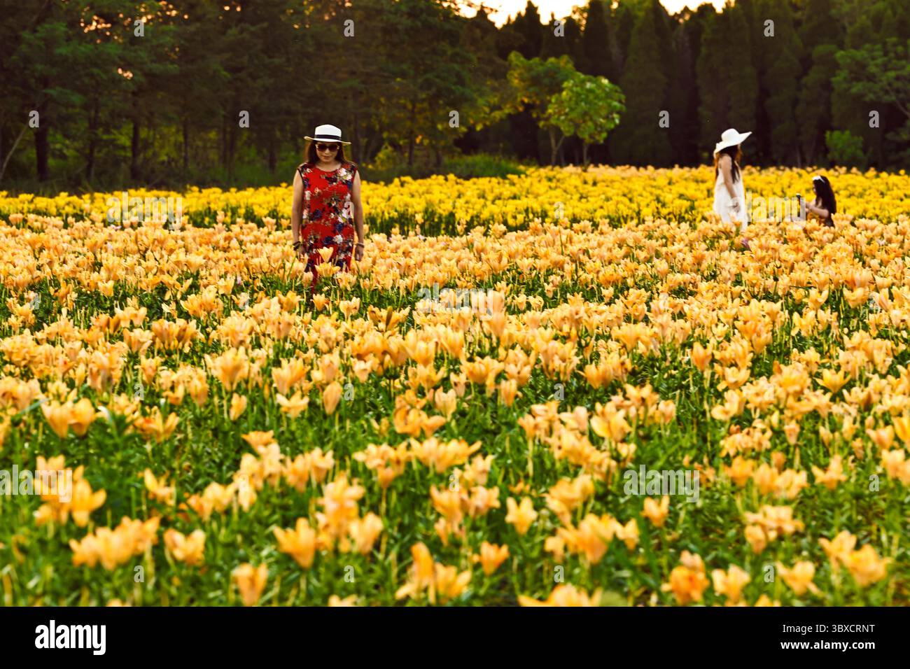 Lily flowers are in full bloom in Rizhao City, east China's Shandong ...