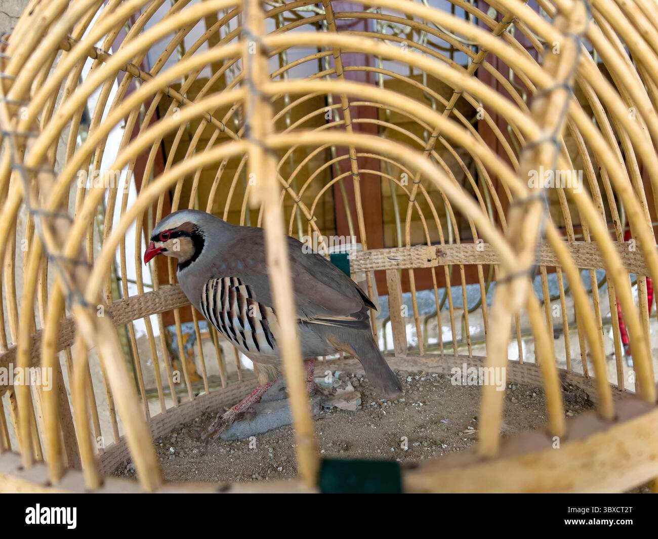 Red legged partridges flying hi-res stock photography and images - Alamy