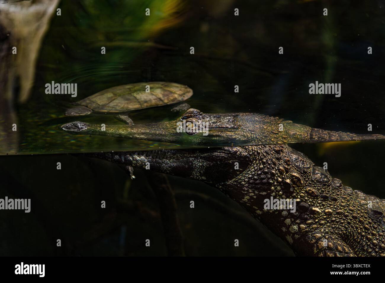 Gharial and camouflage hi-res stock photography and images - Alamy