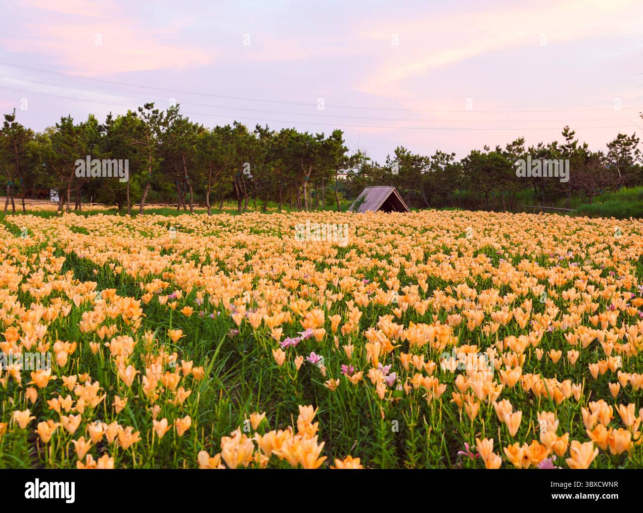 Lily flowers are in full bloom in Rizhao City, east China's Shandong ...