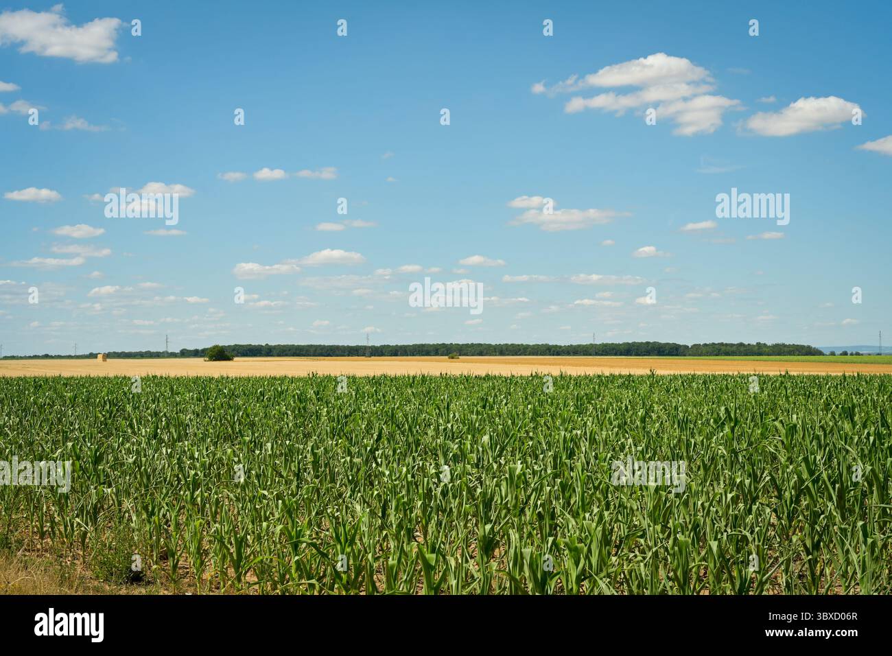 Field maize against under hi-res stock photography and images - Alamy