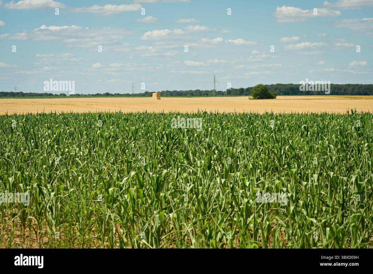 Wide corn fields in hi-res stock photography and images - Alamy