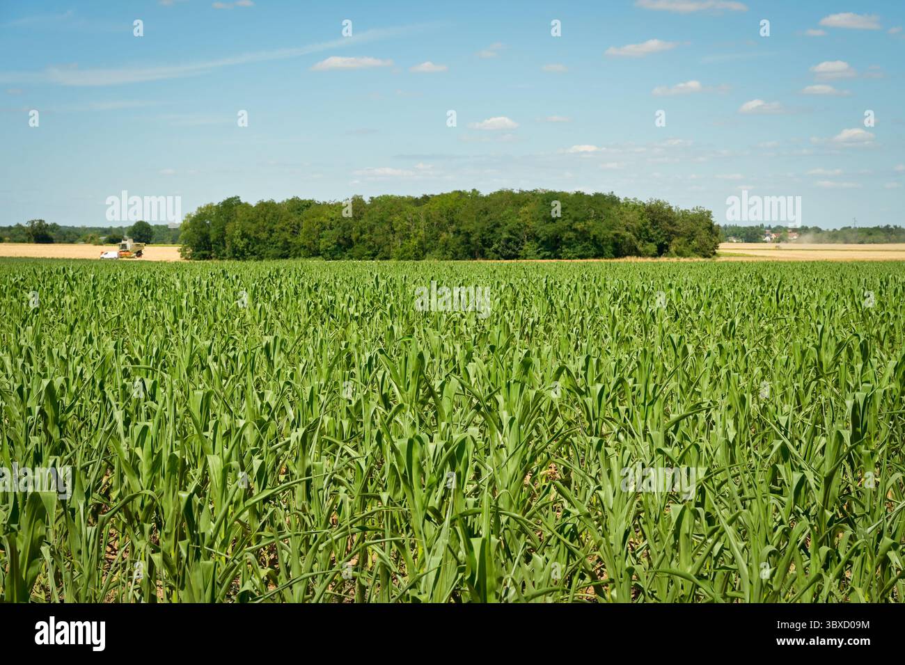 Wide corn fields in hi-res stock photography and images - Alamy