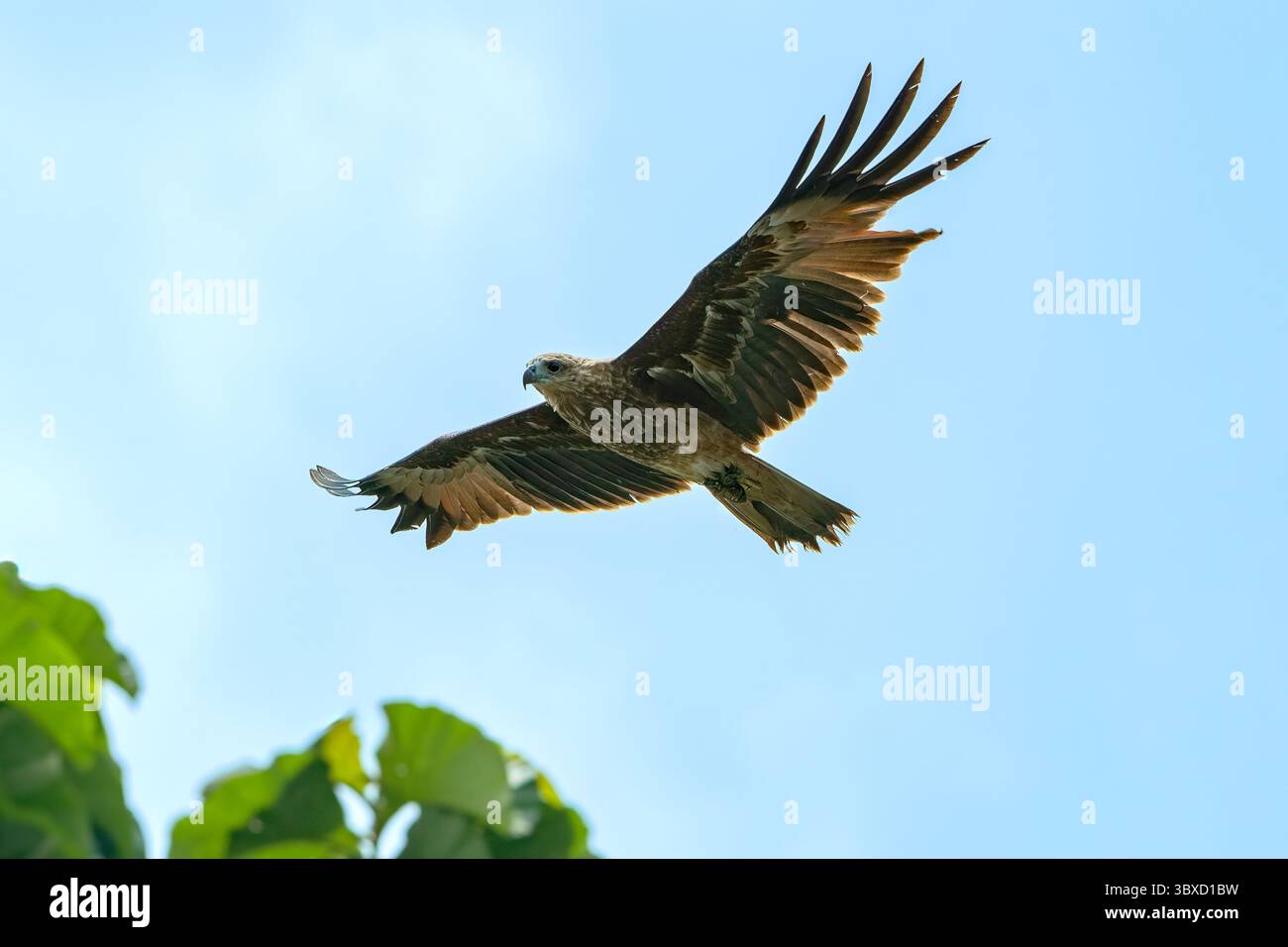 Changeable hawk eagle flying in the skies Stock Photo - Alamy