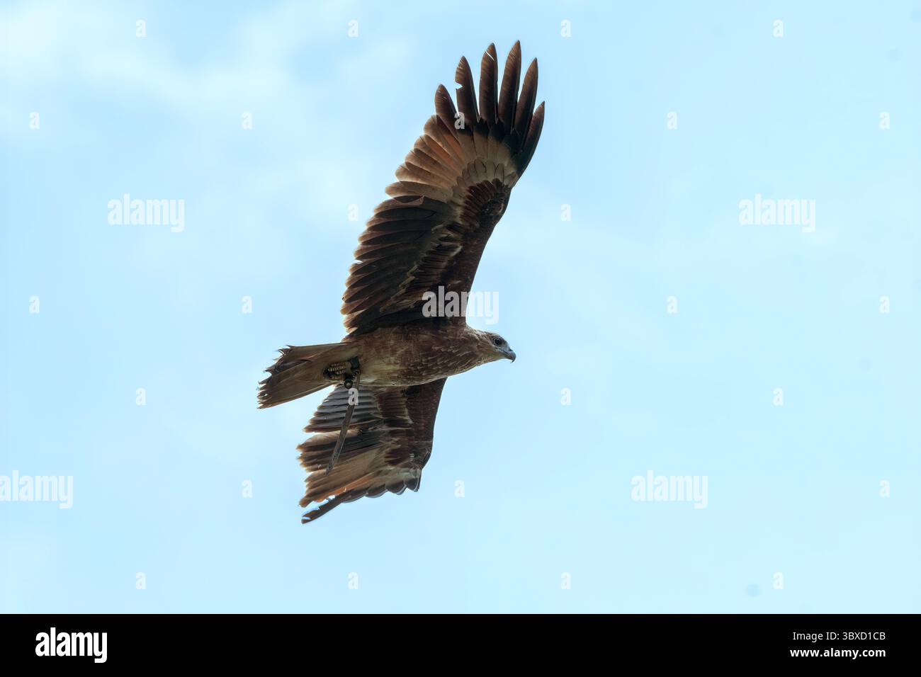 Changeable hawk eagle flying in the skies Stock Photo - Alamy