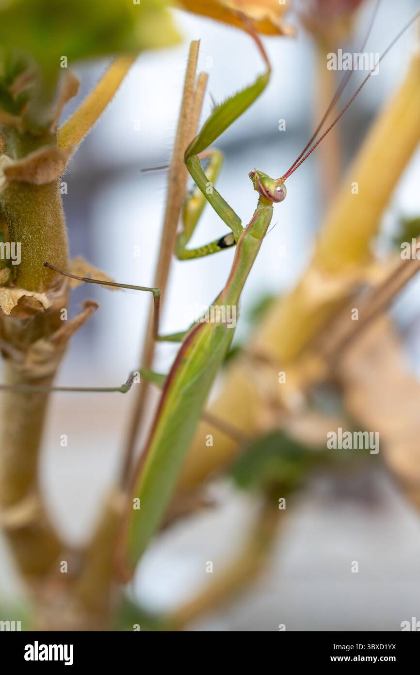 Praying mantis climbing among garden branches Stock Photo - Alamy