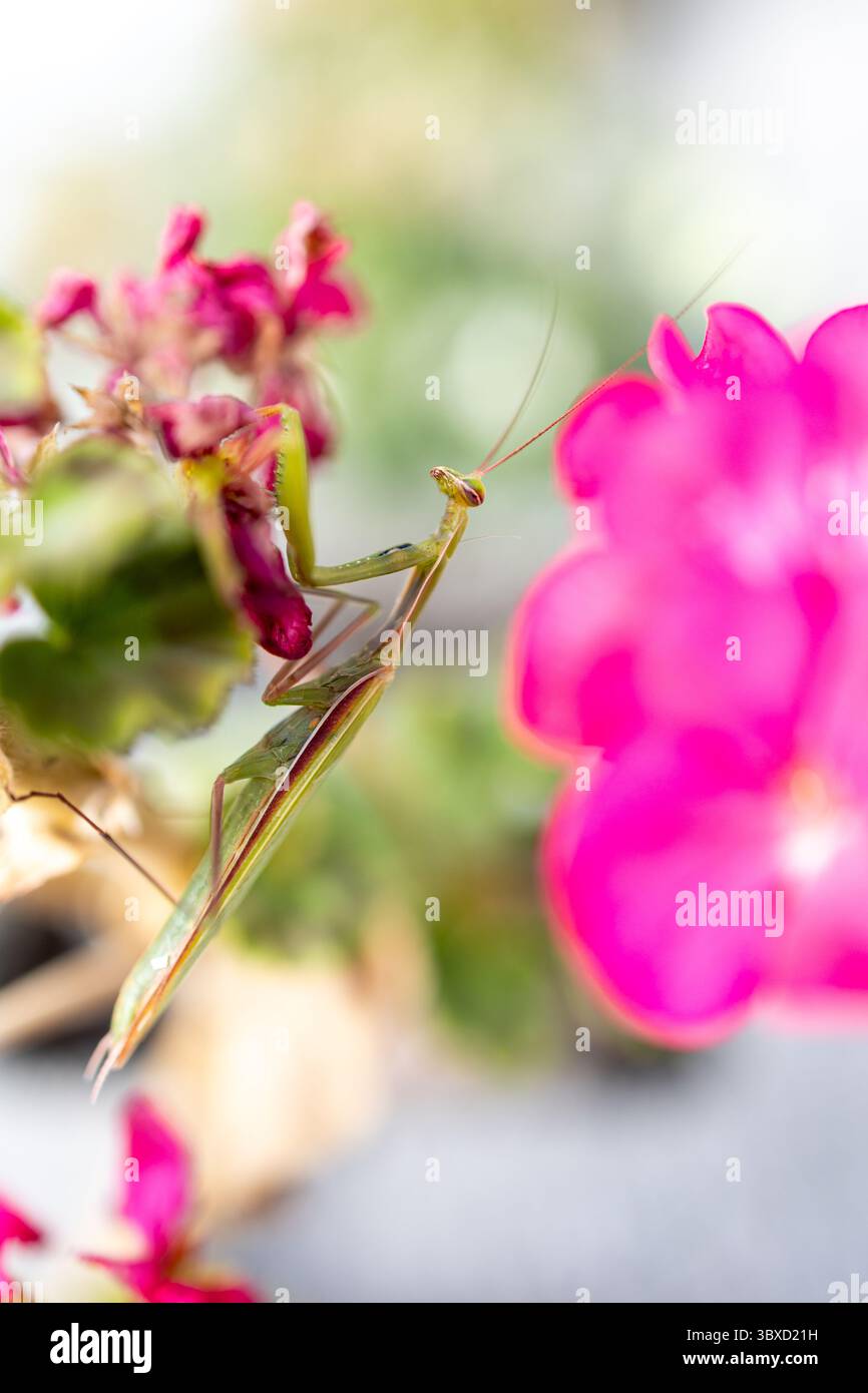 Praying mantis blending in with colorful garden flowers Stock Photo - Alamy
