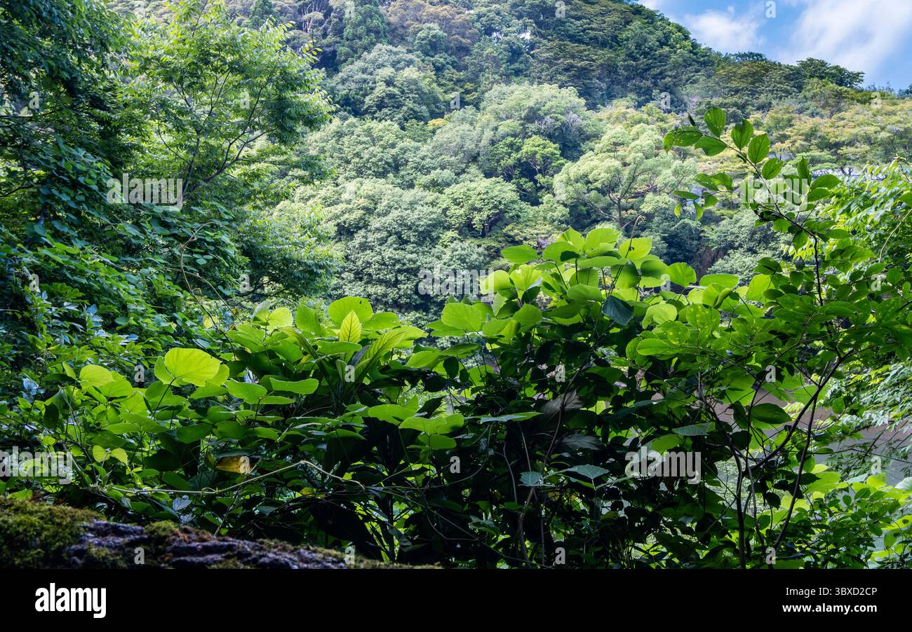 A vivid forest view taken in Kyoto, Japan, showcasing lush green ...