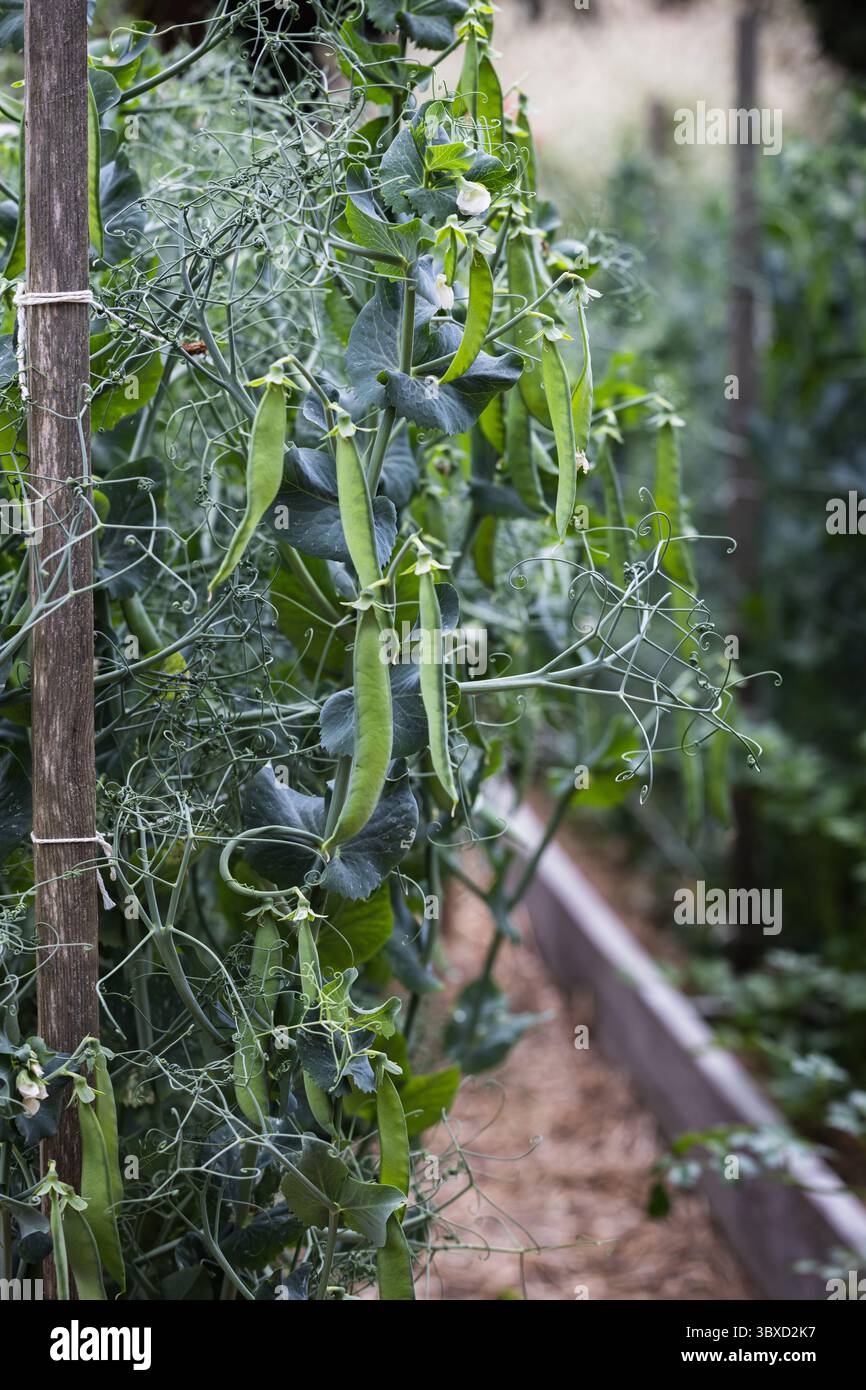 Tendril pea plant hi-res stock photography and images - Alamy
