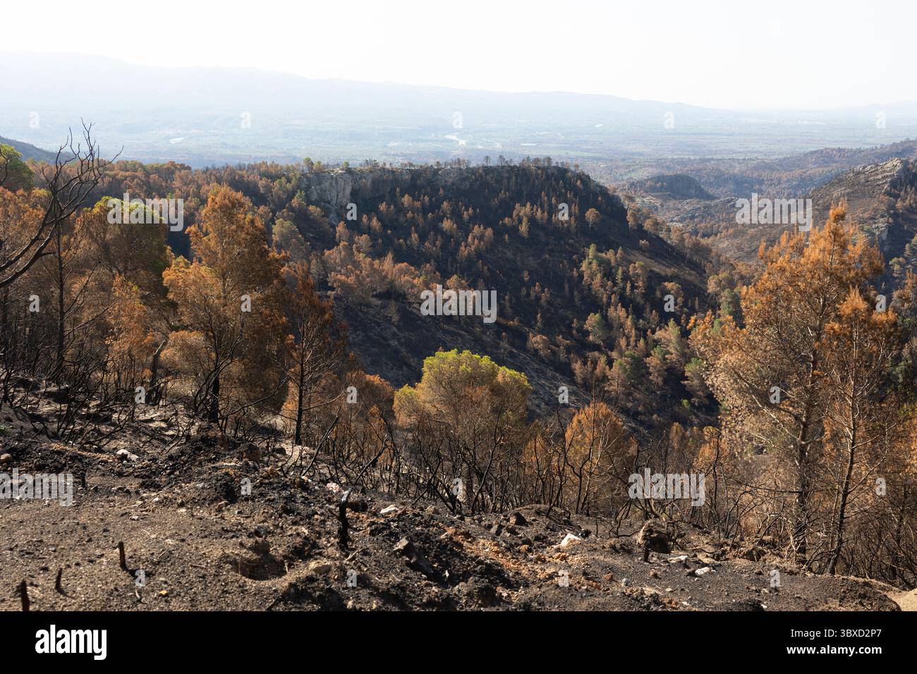 Burnt trees covering mountain landscape showing wildfire aftermath ...
