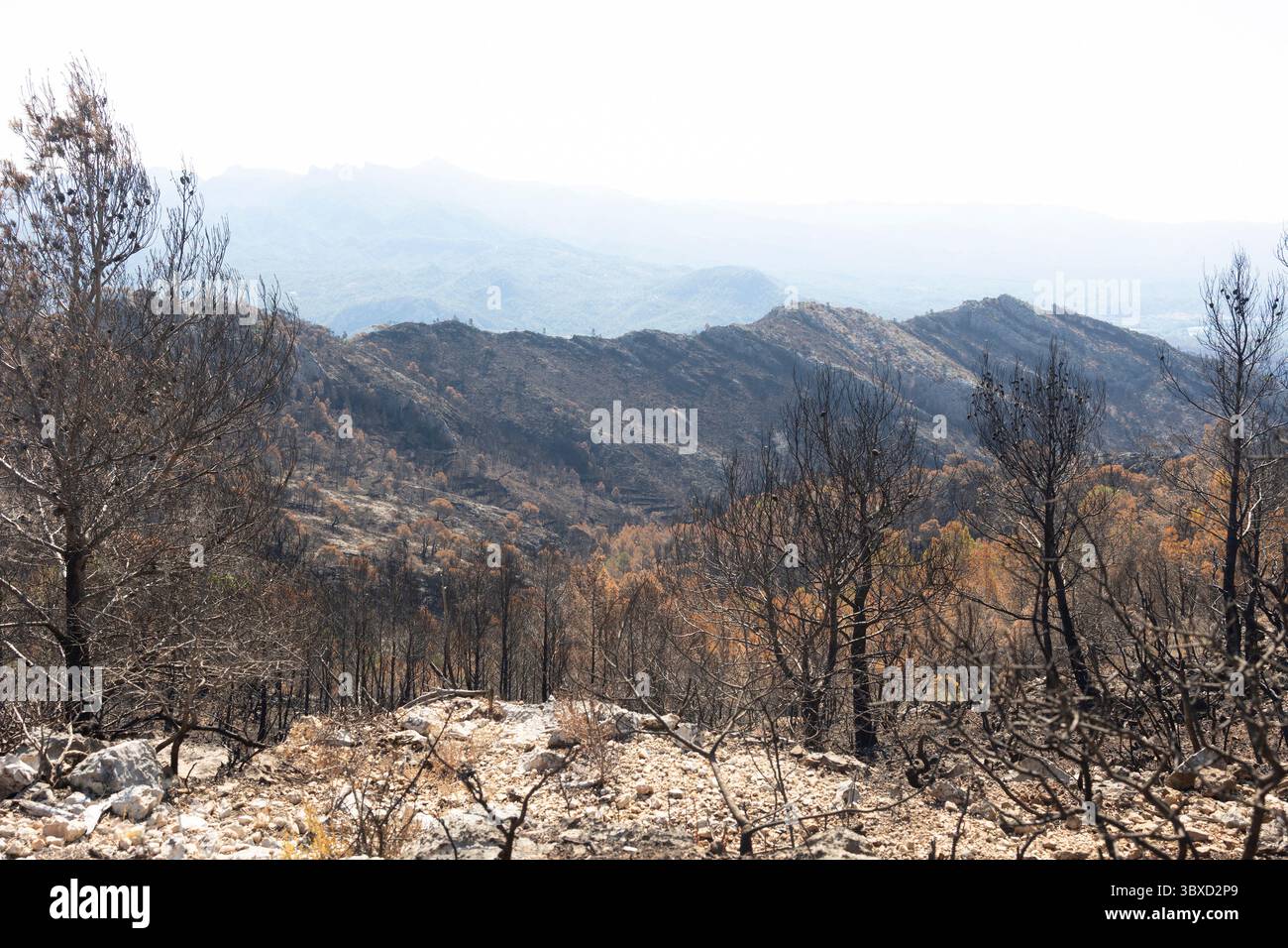 Devastating wildfire burning trees in mountain forest landscape Stock ...