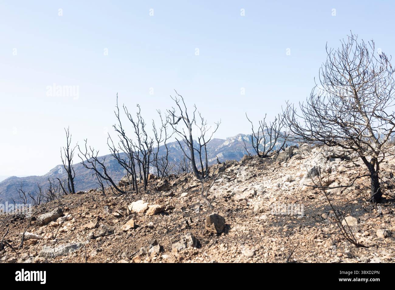 Burned trees and dry soil creating a desolate landscape after wildfire ...
