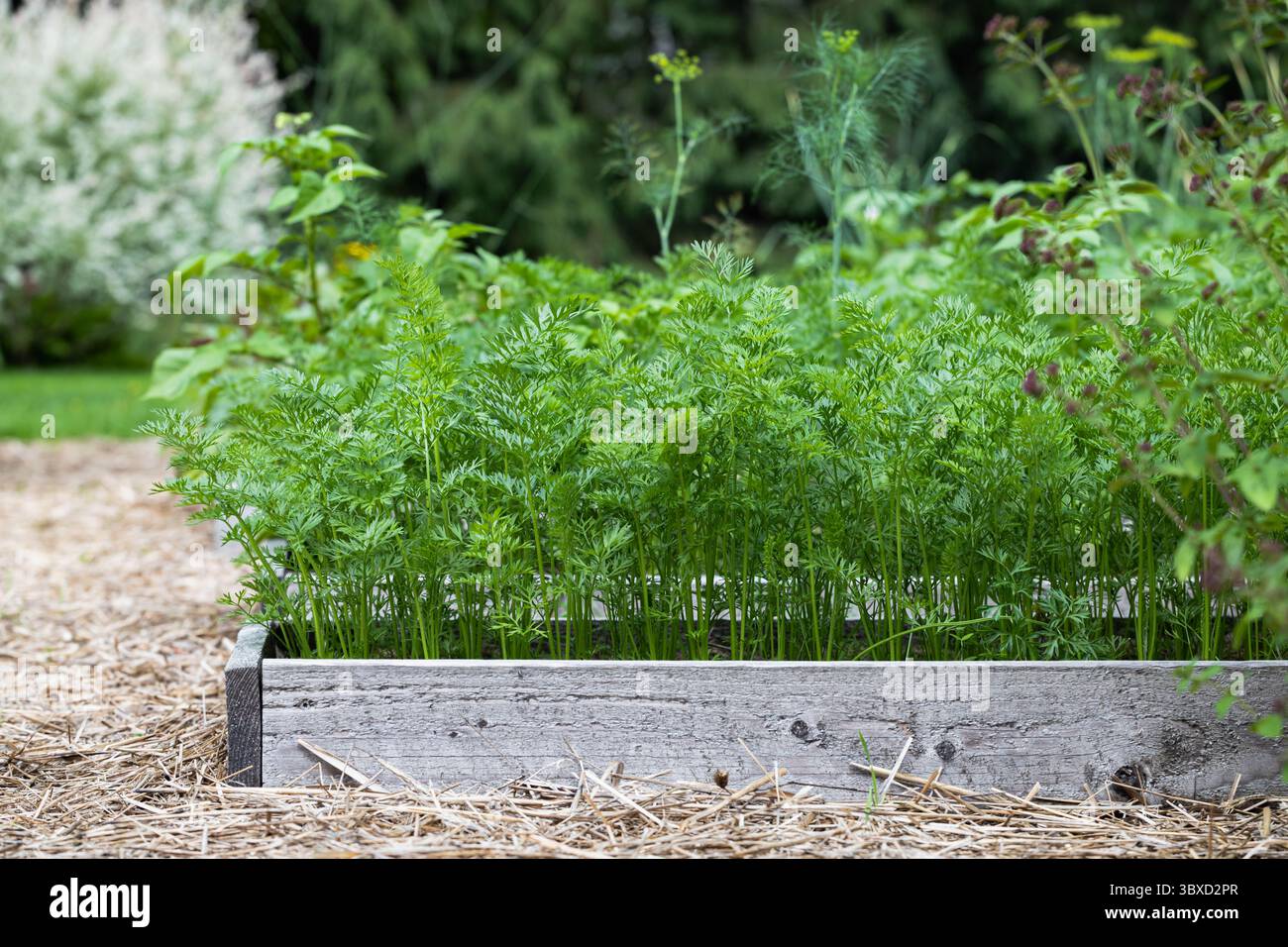 Carrot tops growing densely in a rustic raised garden bed Stock Photo ...