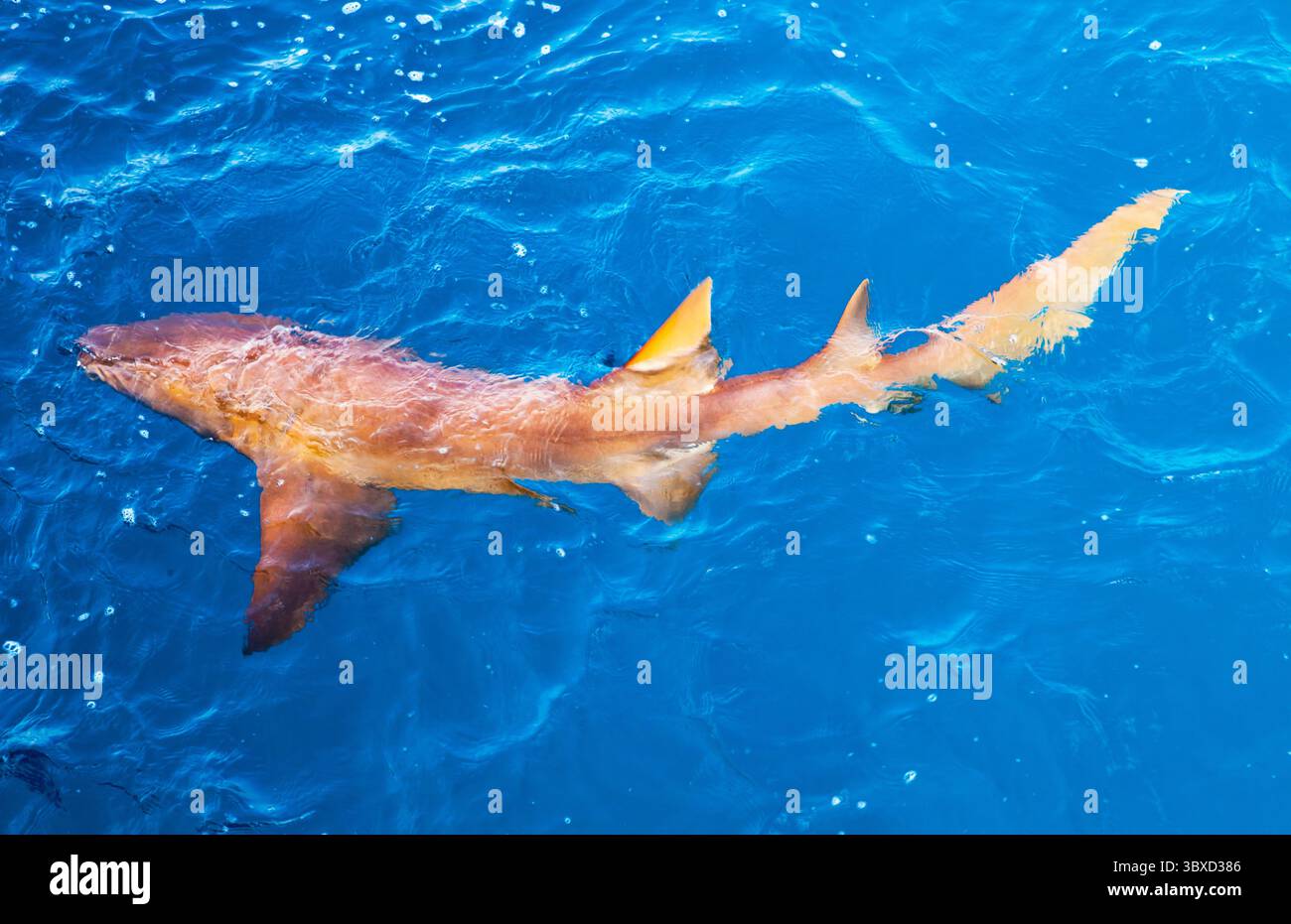Mustachioed shark nanny in the wild. Shark in the ocean near the ...