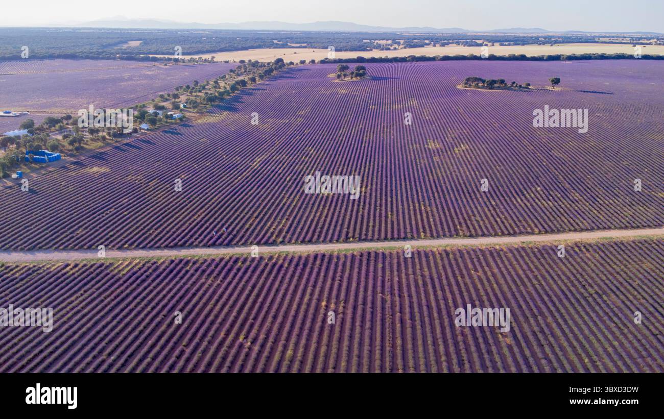 Rural Landscape Features, or Travel Brochures on Lavender Routes Stock ...