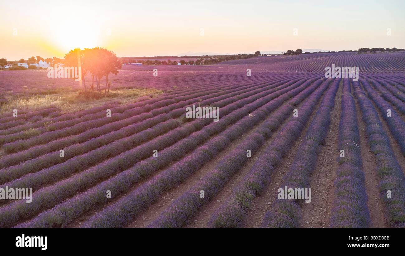 Sunset Over Endless Rows of Purple Lavender Fields Stock Photo - Alamy