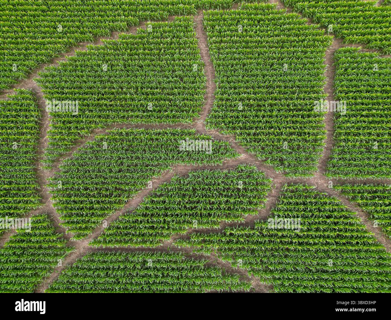 18 July 2025, Saxony, Frohburg: A farmer has created a labyrinth in a ...
