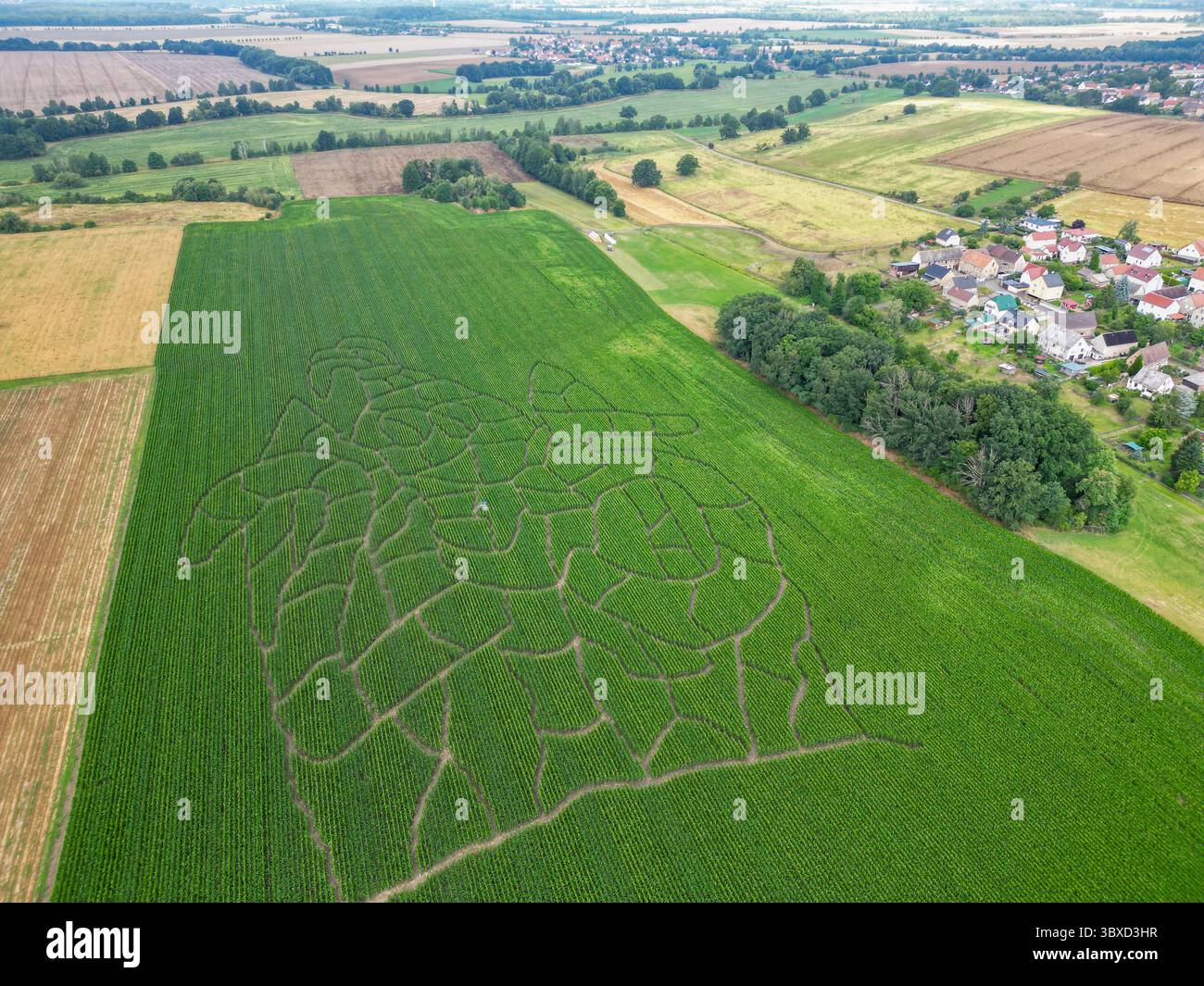 18 July 2025, Saxony, Frohburg: A farmer has created a labyrinth in a ...