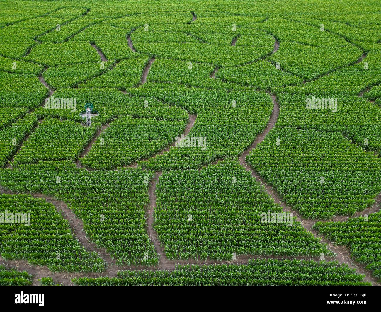 18 July 2025, Saxony, Frohburg: A farmer has created a labyrinth in a ...