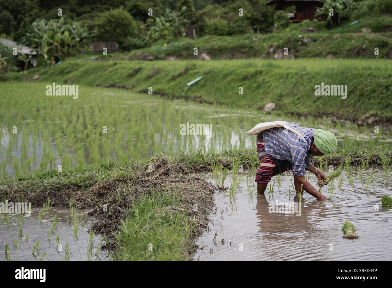 A Karen farmer seen planting rice by hand in terraced paddies. Farmers ...