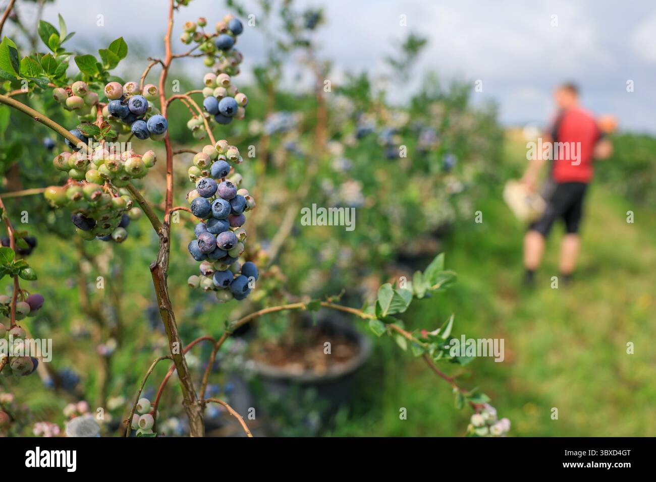 18 July 2025, Saxony, Frohburg: A farmer picks blueberries of the ...