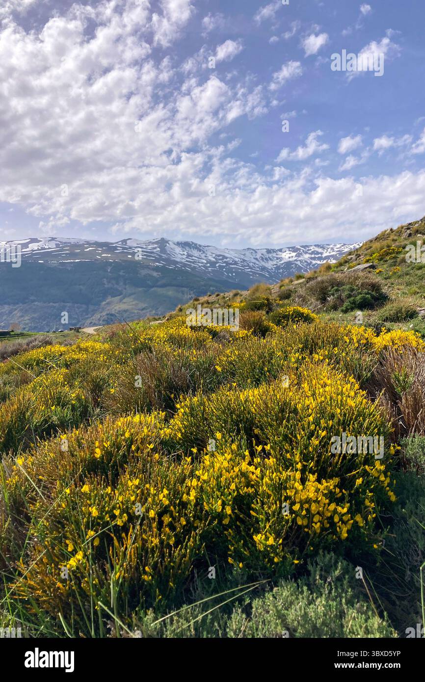 Pine forest in spring from smartphone stock photos and images - Alamy