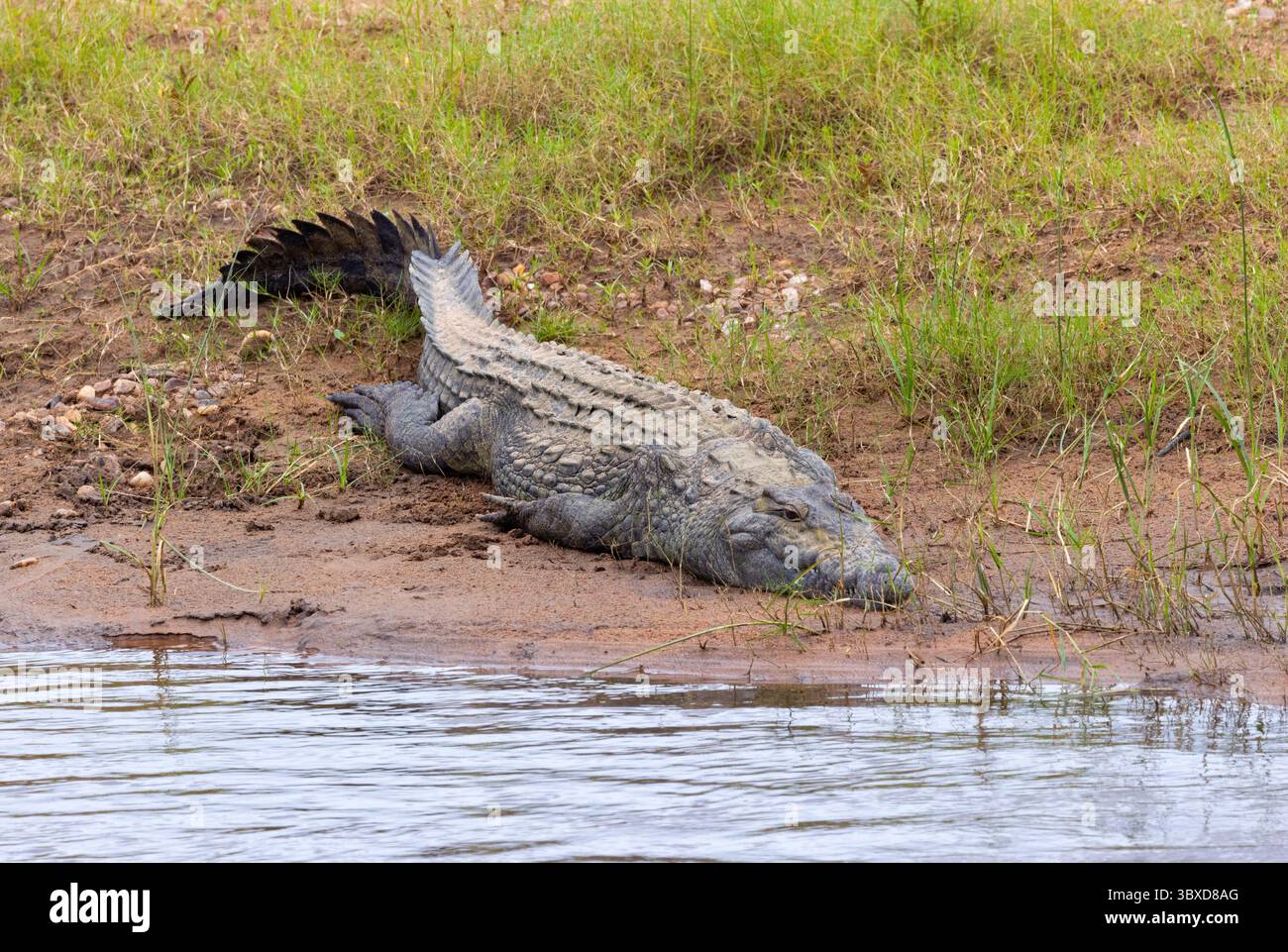 A large Nile Crocodile basks on the banks of the Great Ruaha River ...