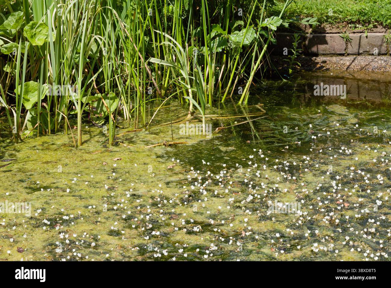 Oxygenating pond weed hi-res stock photography and images - Alamy