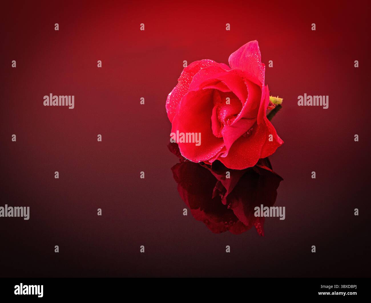 This artistic photo showcases a stunning red rose elegantly placed ...