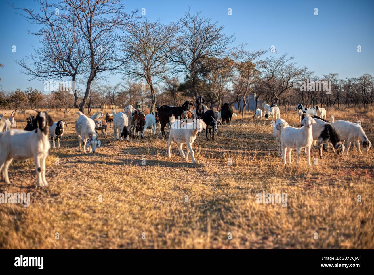 male and baby boer goats kid, Africa breed livestock, grazing in the ...