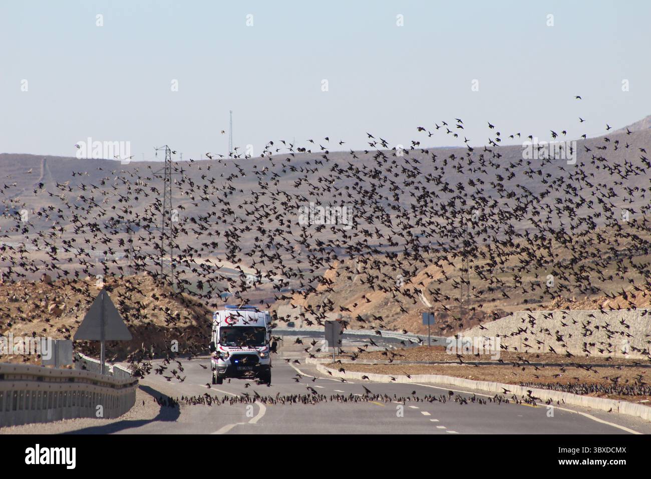 Birds dancing in front of an ambulance Stock Photo - Alamy