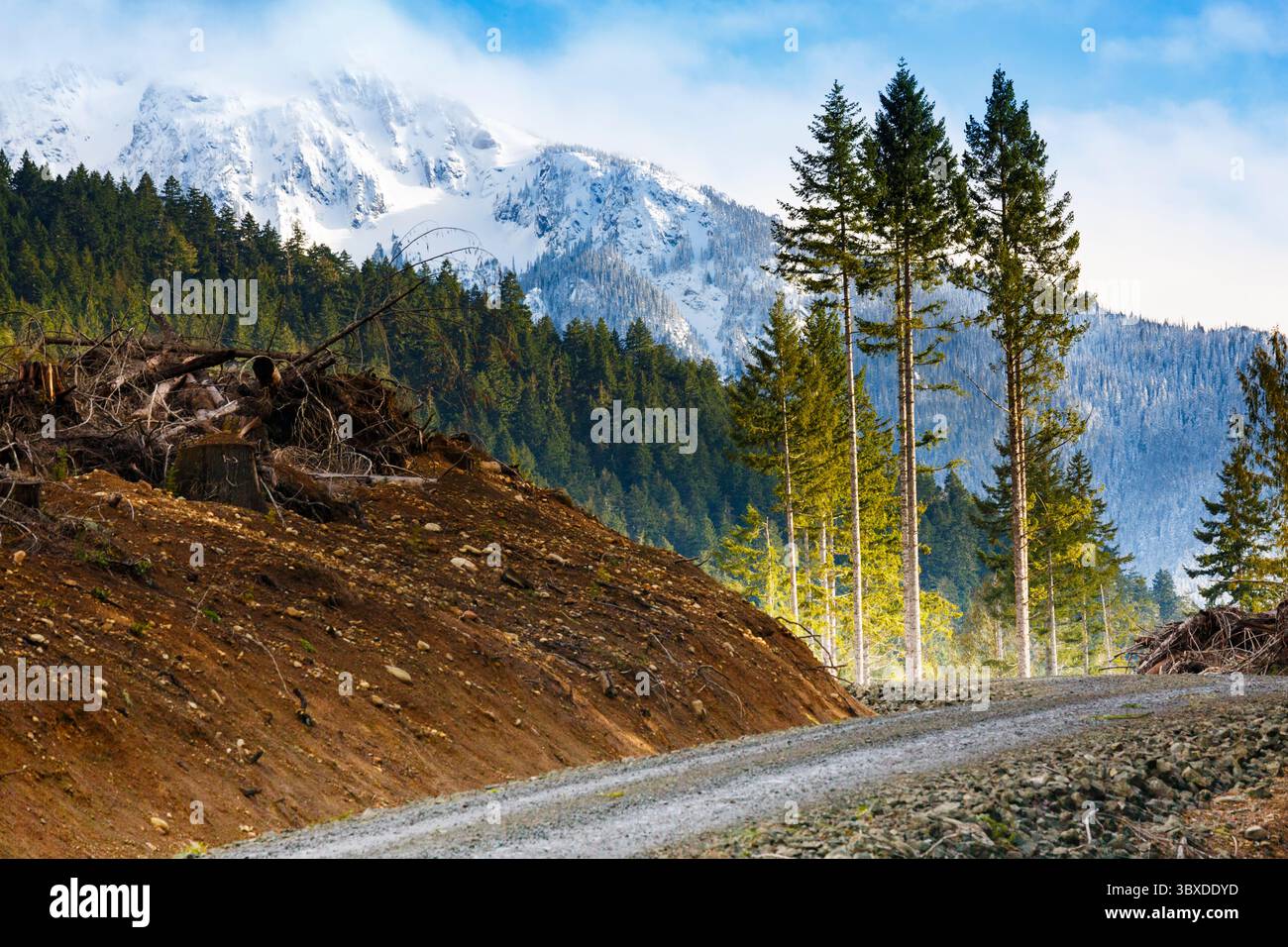 Logged hillside of spruce, hemlock and fir trees, Olympic Peninsula ...