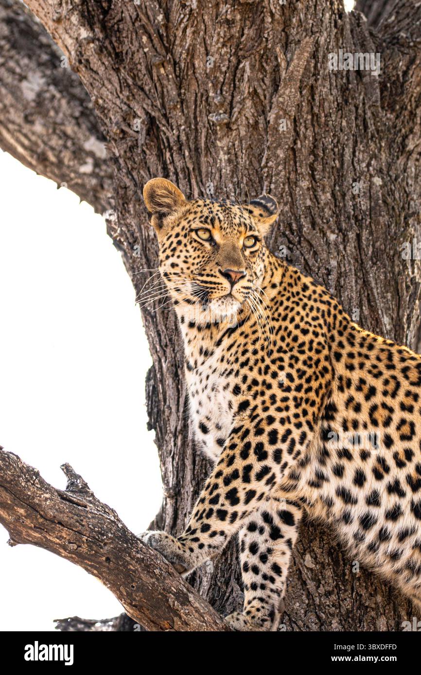 Female leopard, Panthera pardus, in tree Stock Photo - Alamy