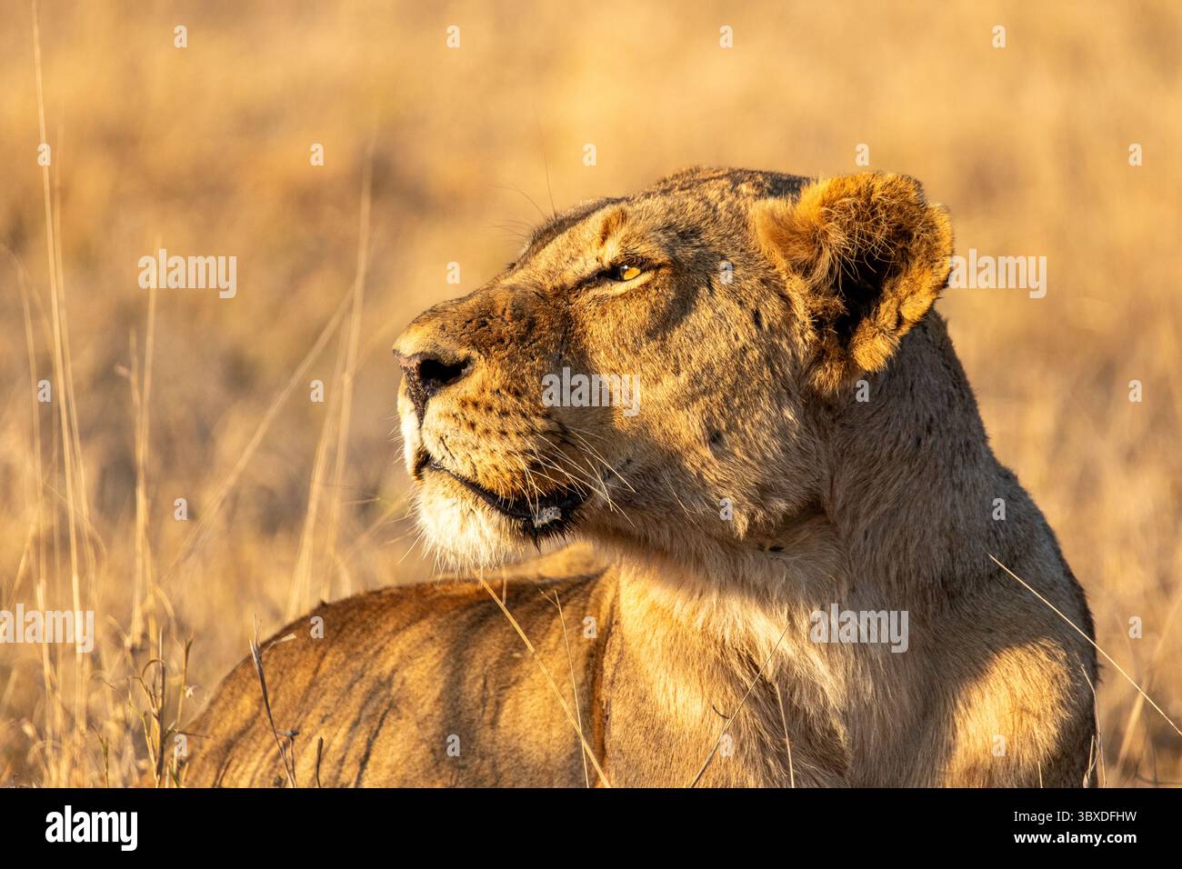 Lioness panthera leo close hi-res stock photography and images - Alamy