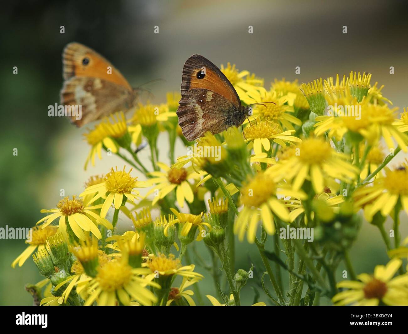 Sheerness, Kent, UK. 18th July, 2025. UK Weather: gatekeeper ...