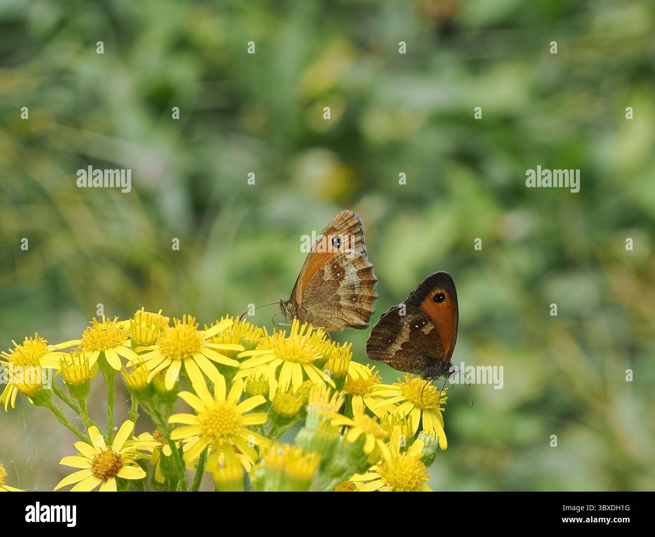 Sheerness, Kent, UK. 18th July, 2025. UK Weather: gatekeeper ...